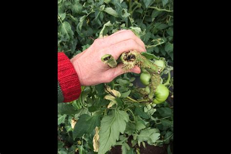 Tomate Moelle Noire Pseudomonas Corrugata 10 Iriis