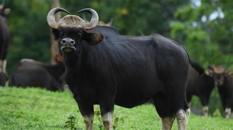 ฝูงกระทิงป่าเขาใหญ่ ออกมาอวดโฉม