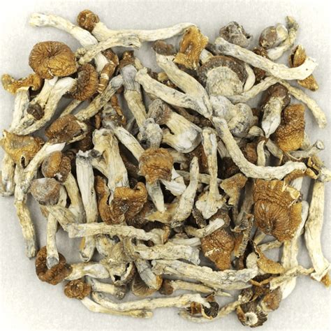 Dried Psilocybe Cubensis