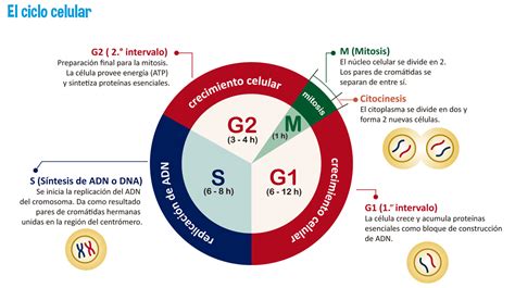 Diagrama De Genes Y Cromosomas Chromosome The Science Of