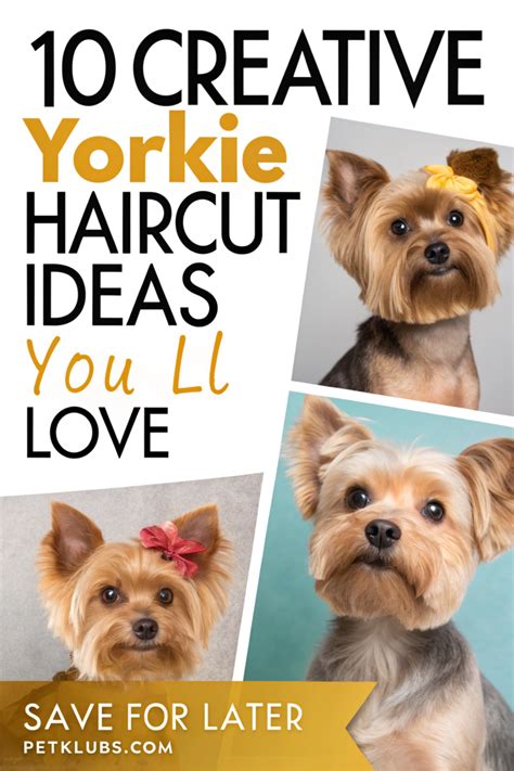 Top 10 Yorkie Haircut Ideas To Transform Your Dog S Look Artofit