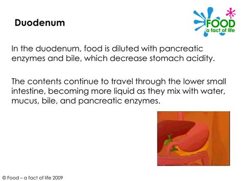 Ppt The Digestion Process Powerpoint Presentation Free Download Id 1305263