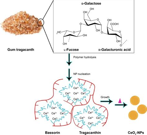 Schematic Representation Of The Gum Base Method Of Ceo2 Np