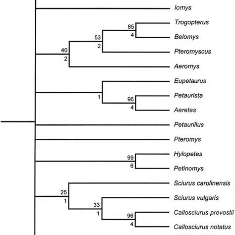 Strict Consensus Tree Based On Unordered Data Fitch Parsimony Download Scientific Diagram
