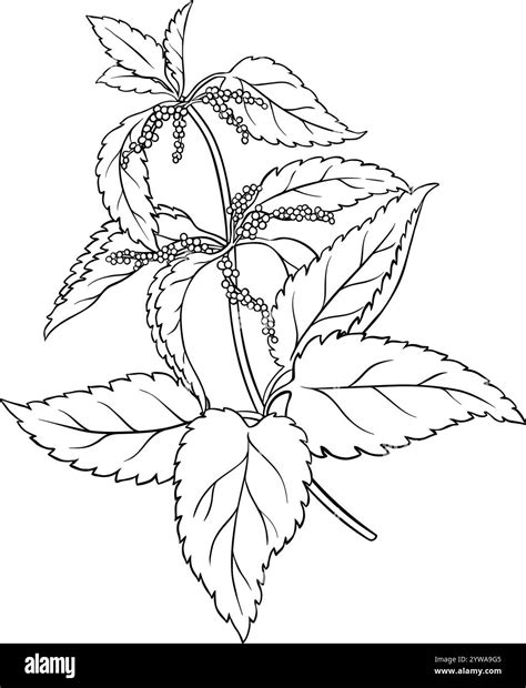Nettle Branch With Leaves Outline Illustration Stock Vector Image And Art