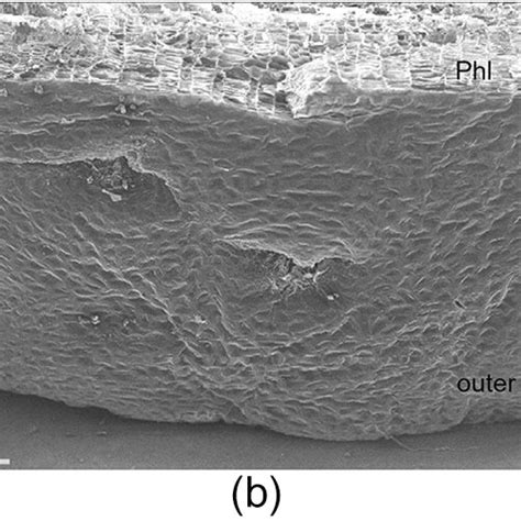 Periderm In Solanum Tuberosum By Scanning Electron Microscopy—sem A