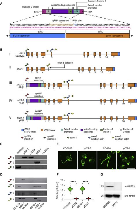 Characterization Of A Null Pf23 Crispr Generated Allele A The Aphvii Download Scientific