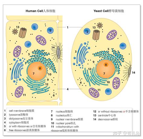 酶酵母与细胞健康——第一章 细胞与酵母的渊源 知乎