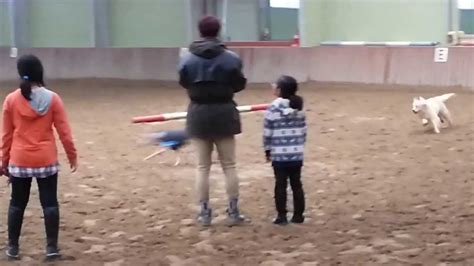 멜버른 승마장 실내마장에서 뛰노는 개들 Youtube