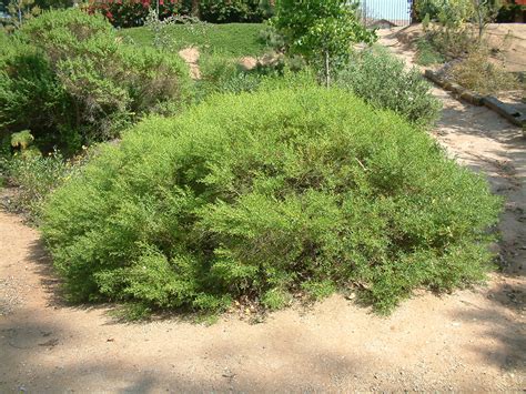 Baccharis Pilularis Dwarf Coyote Bush Plantmaster