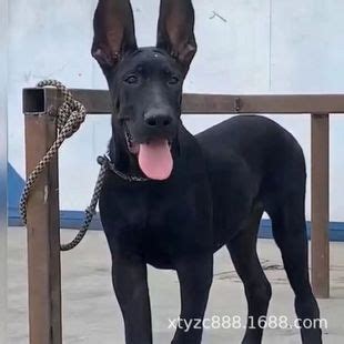 纯种黑狼犬幼犬活体批发价格纯黑色墨界大型中华狼狗护卫犬 阿里巴巴