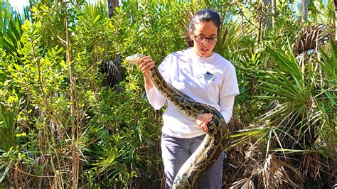 Python Research And Removal Program Grows In Southwest Florida