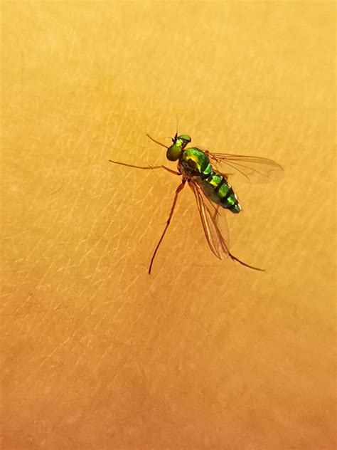 Id On This Cool Emerald Bug It Was Found Flying Around My House In The