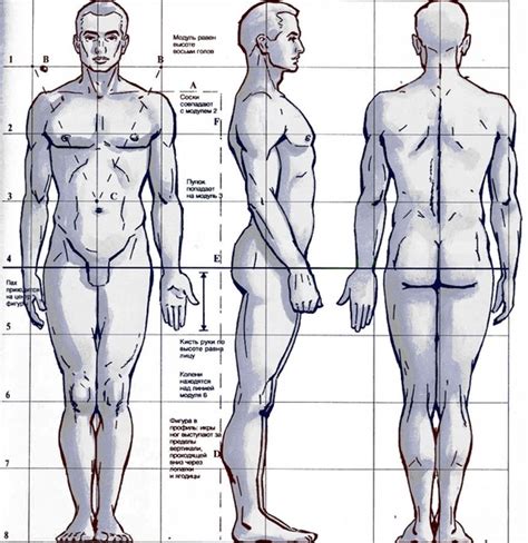 ПРОПОРЦИИ ФИГУРЫ ЧЕЛОВЕКА В зависимости от роста размеры головы по отношению к телу варьируются