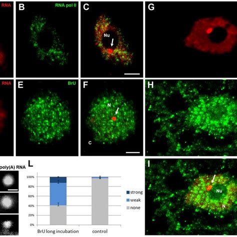 Double Labelling Of Poly A Rna A And The Elongation Form Of Rna Download Scientific Diagram