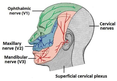 Trigeminal Function In Sino Nasal Health And Disease