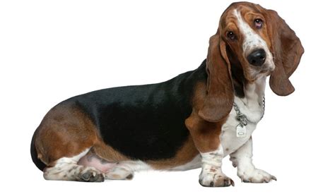 Basset Hound Weight Chart Size And Growth Chart