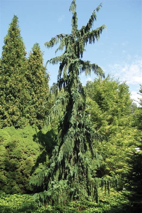Conifers Appear