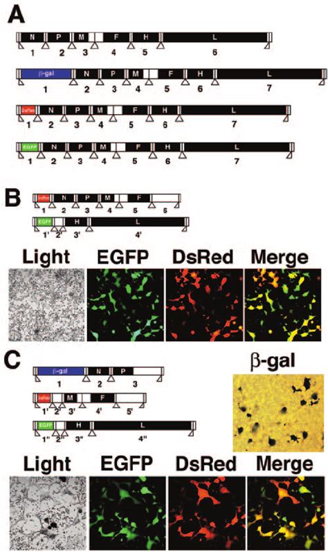 Diagram Of The Genome Organization Of The Recombinant Viruses A Download Scientific Diagram