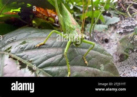 Grasshopper Orthoptera Order Stock Videos And Footage Hd And 4k Video Clips Alamy