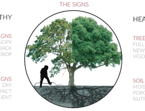 Types Of Tree Root Systems A Plus Tree