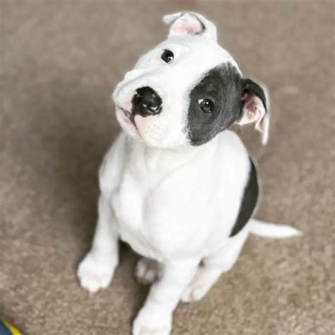 15 Photos Of Staffordshire Bull Terrier Puppies That Make Everyones