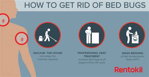 Bed Bug Bites What You Need To Know