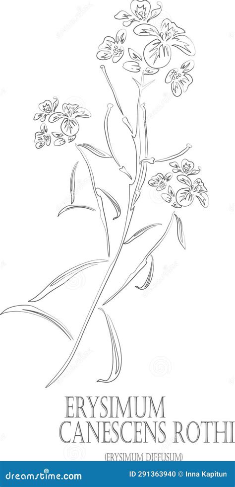 Diffusum Stock Illustrations 3 Diffusum Stock Illustrations Vectors