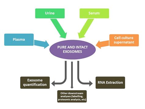 Exosome Isolation Exosomes Products