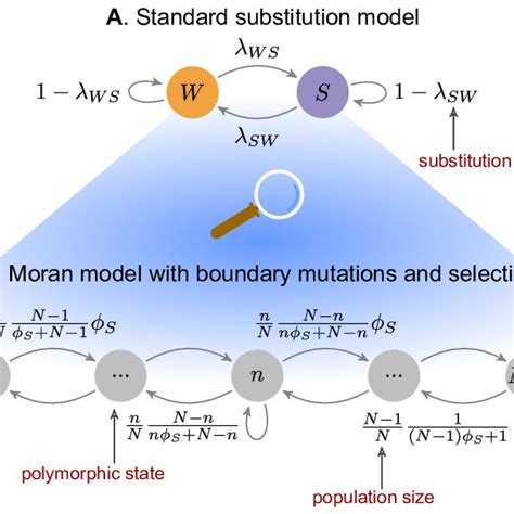 two possible models for the substitution process a a simple download scientific diagram