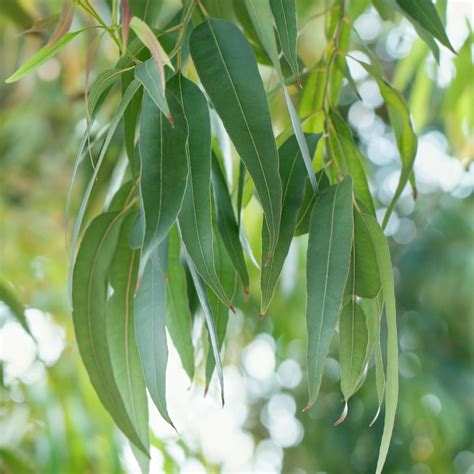 Eucalyptus Eucalyptus Globulus Mayernik Kitchen