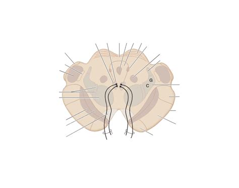 Midbrain Nuclei Quiz