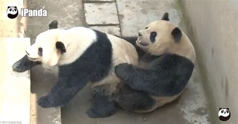 Giant Panda Lu Lu Is A Stud After Smashing Own World Record Mating
