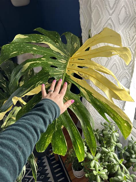Obsessed With How Big My Tc Leaves Are Getting Rrarehouseplants