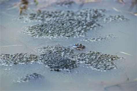 Frog Spawn Sex Act Stock Photos Free Royalty Free Stock Photos From Dreamstime