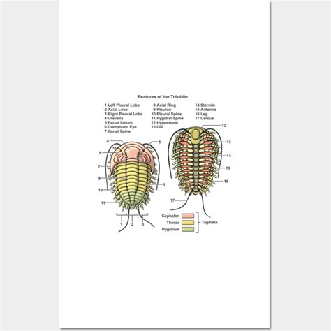 Trilobite Morphology Diagram Trilobite Posters And Art Prints Teepublic