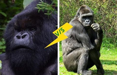 Gorilla Vs Gorilla Aftermath Of A Fight Versus Silverback Gorilla