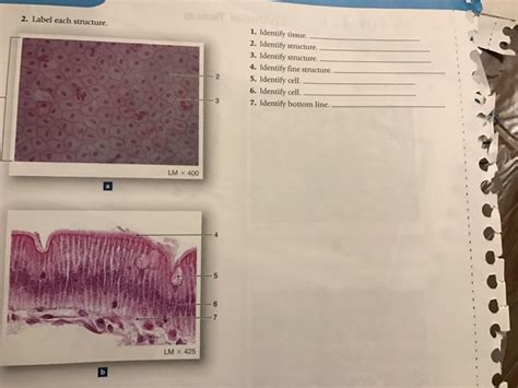 Solved Label Each Structure Identify Tissue Chegg