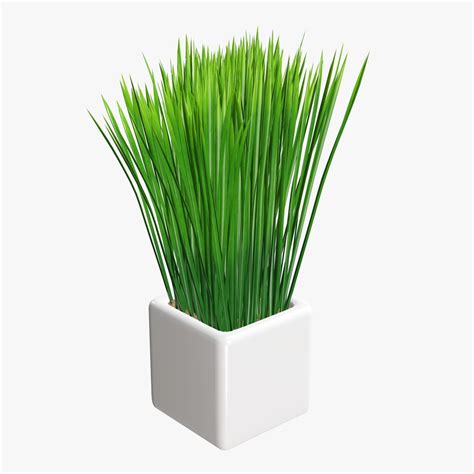 Decorative Potted Long Grass 3d Model Download Houseplants On