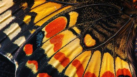 Close Up Of A Butterfly Wing With Intricate Patterns Stock Illustration
