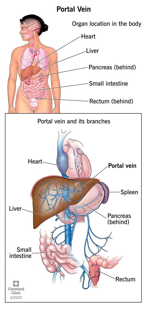 Liver Model Labeled Hepatic Portal Vein Liver Youtube