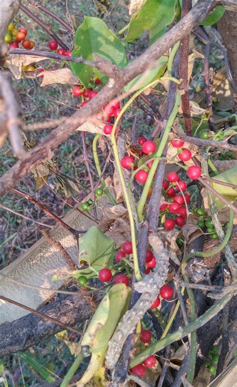 It Is Called As And X22kainchaand X22 Stock Image Image Of Used Black