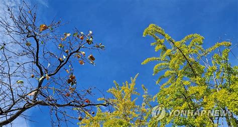 가을로 물드는 감나무와 은행나무 연합뉴스