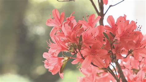 個人宅の“ノトキリシマツツジ”が見放題に「のとキリオープンガーデン」の開催をpr Tbs News Dig