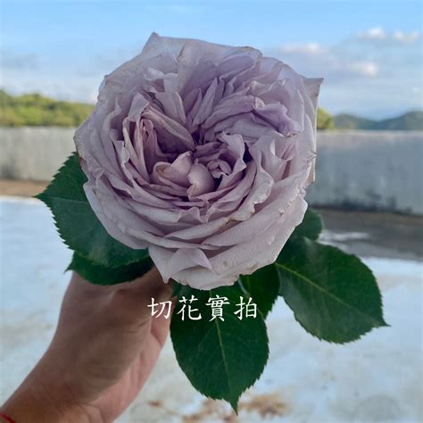 廣藿香 Patchouli 6吋盆 玫瑰 花苗 切花 盆栽 蝦皮購物