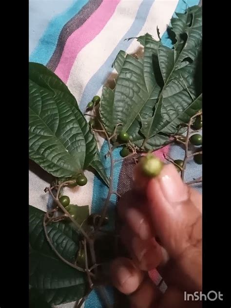 මේ කාලෙ හොයා ගන්නම නැති රසම රස පලතුරු ටිකක් එකම තැනකින් හොදයි නම් Subscribe කරමූ Youtube