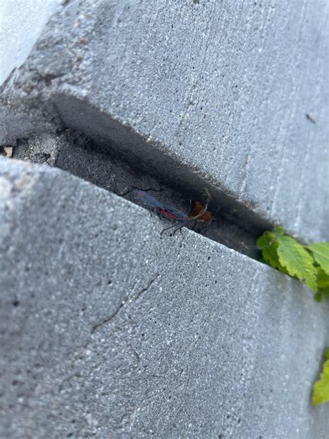 What Is This Bug R Whatsthisbug