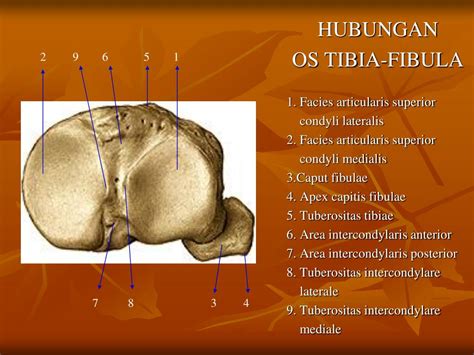 Ppt Anatomi Extremitas Inferior Powerpoint Presentation Free Download Id 4621696
