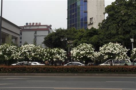 四季花木观赏指南 绣球荚蒾 观花指南 成都市植物园 成都植物园