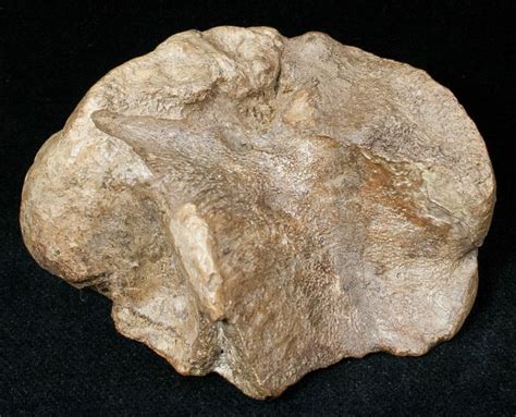 2 57 Dinosaur Calcaneum Heel Bone Montana 12713 For Sale